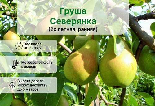 Груша северянка 2х летняя