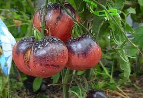 Семена томатов коллекционных сортов