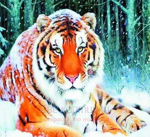 Алмазная мозаика 40x50 Тигр отдыхает на снегу