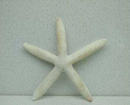 Звезда Белая 14 морской сувенир подарок