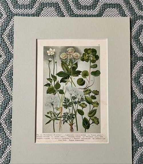 Ботаническая иллюстрация 1900 года