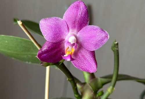 Орхидея Ember
