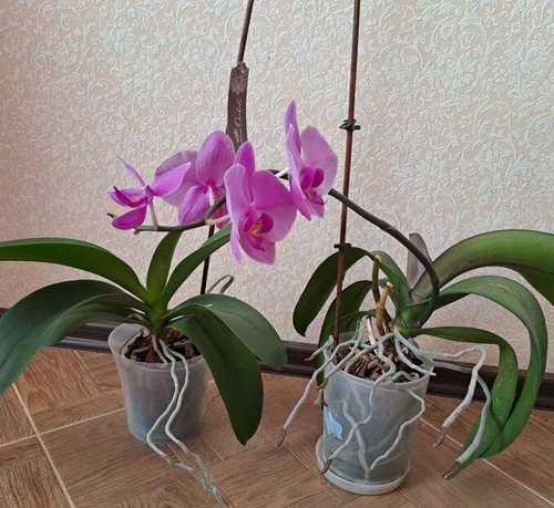 Орхидея Дендробиум фаленопсис