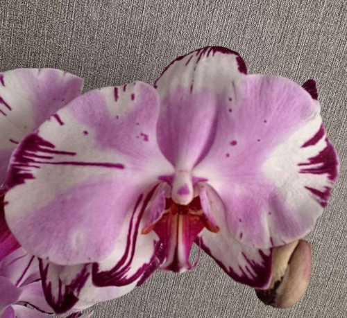 Орхидея фаленопсис сортовая Magic Art