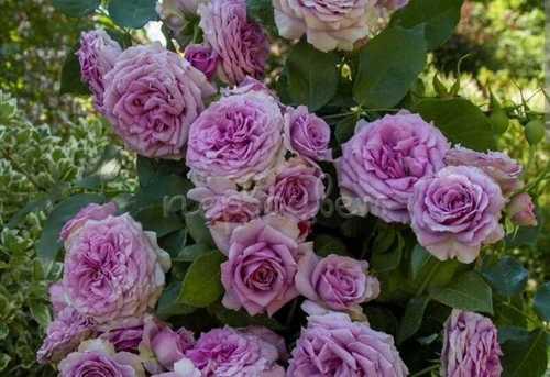 Роза саженцы Квиксильвер плетистая ароматная