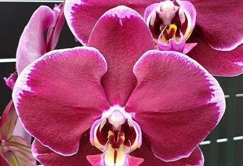 Орхидея Phal. Miki Black Swan '70'
