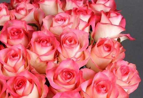 Розы бело-розовые с доставкой