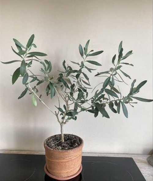 Олива, оливковое дерево