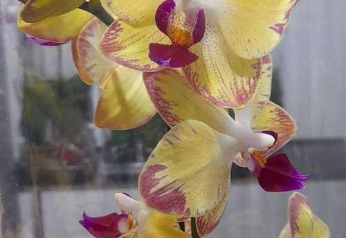 Орхидея фаленопсис Папугай