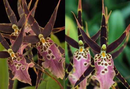 Орхидеи Паук брассия(Brassia)