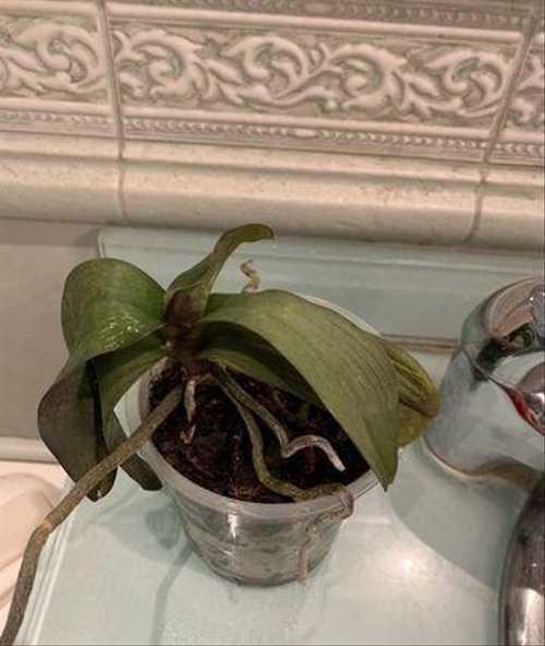 Орхидея фаленопсис + дендробиум