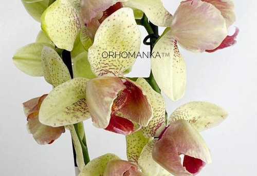 Орхидея фаленопсис майя пелор