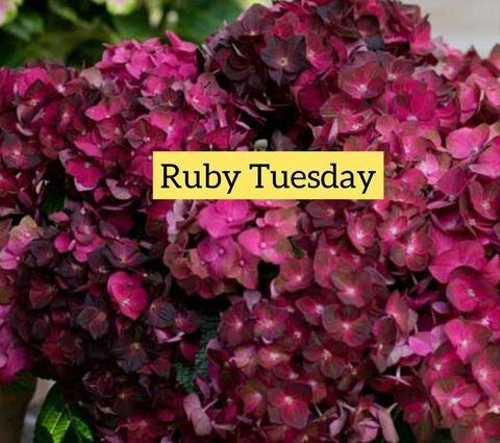 Гортензия Руби Тьюзди Ruby Tuesday С-1,8л