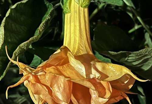 Бругмансия(Brugmansia)