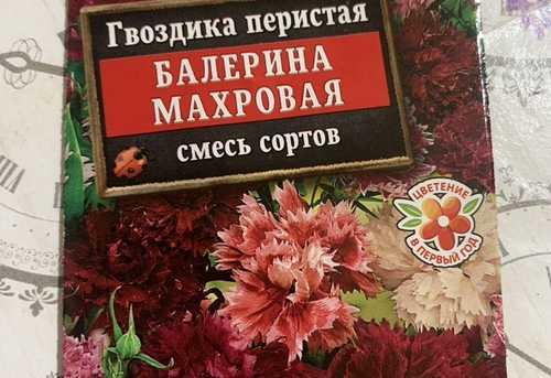 Гвоздика многолетняя