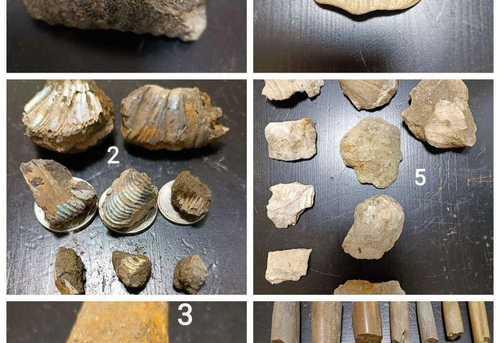 Окаменелости разные и кальцит