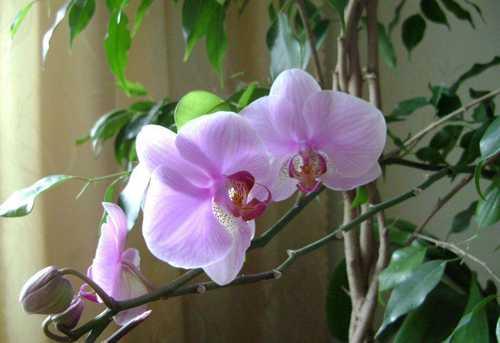 Продам цветы домашние-фалинопсис(орхидея)