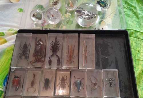Коллекция насекомых в смоле
