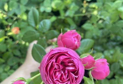 Роза садовая Помпонелла зкс