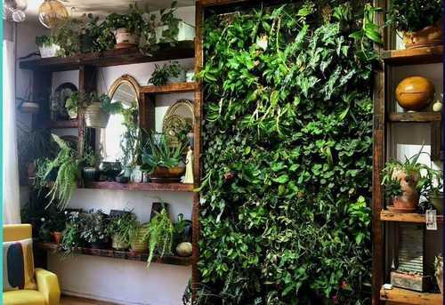 Зеленый уголок: стены-растения. Арт: 215603