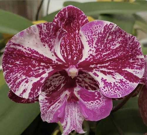 Орхидея фаленопсис Phal. Allura Caramba 1,7