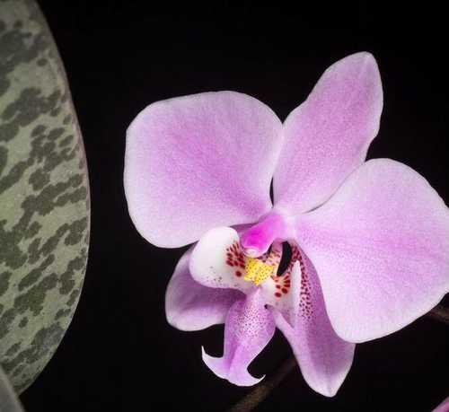Орхидея фаленопсис Phal schiller