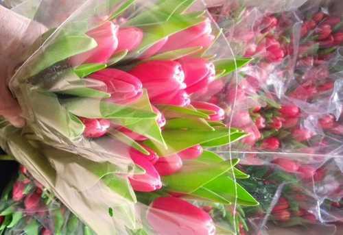 Тюльпаны красные и розовые