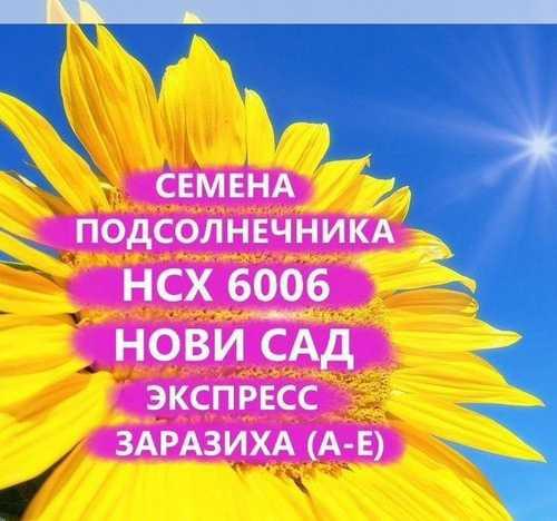 Семена подсолнечника нсх 6006 Гибрид нс, Волгоград