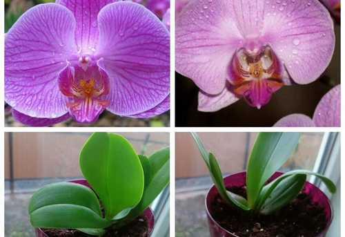 Кроссандра, пахистахис, бугенвилия, орхидея