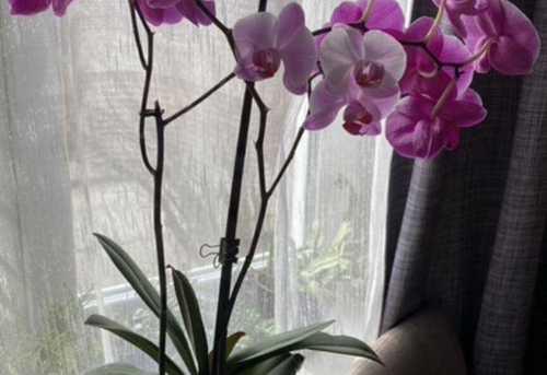 Фиолетовая орхидея, фаленопсис, живое растение
