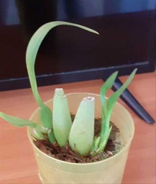 Орхидея онцидиум твинкл