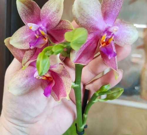 Орхидея фаленопсис Лиодоро. Ароматная