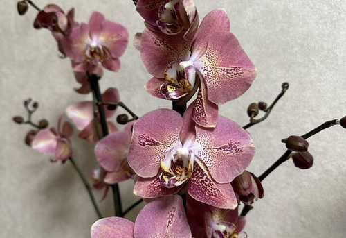 Орхидея фаленопсис Dragon Hert