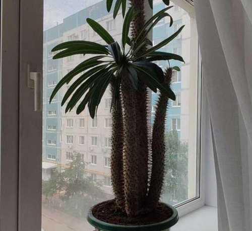 Пихиподиум, кактус, пальма мадагаскарская