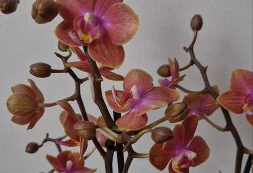 Орхидея Парфюмерная фабрика