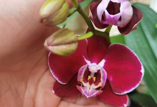 Орхидея магдалена