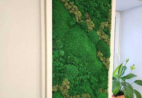 Картина из мха, озеленение интерьера стабилизирова