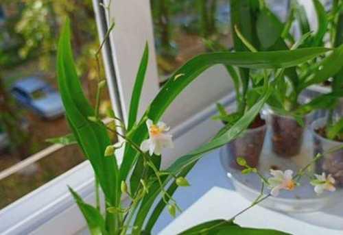 Орхидея Онцидиум Твинкль oncidium twinkle белый