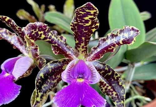 Орхидея. Каттлея. Cattleya Peckhaviensis