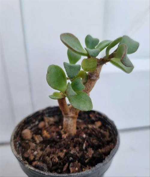 Суккуленты