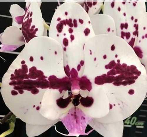 Орхидея Phal. Picasso L3075