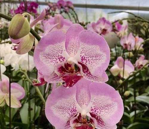 Орхидея фаленопсис sogo diamond