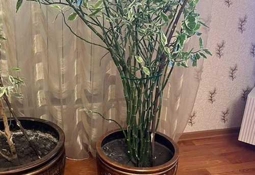 Комнатные растения Педилантус