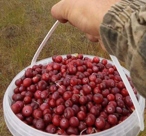 Клюква свежая