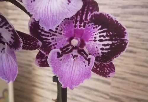 Орхидея фаленопсис, биглип. Отцвела