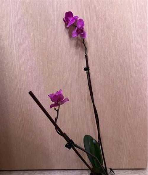Орхидея Фаленопсис пелор, пелорик