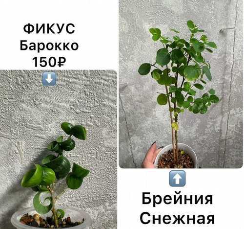 Комнатные цветы