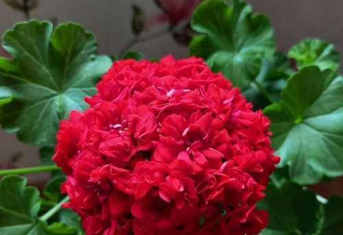 Пеларгония герань rosebud red