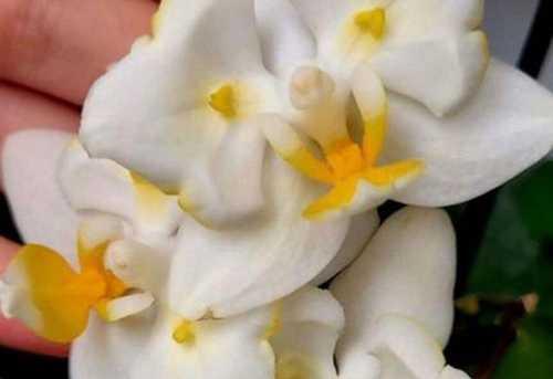 Орхидея арома Льюис бабочка