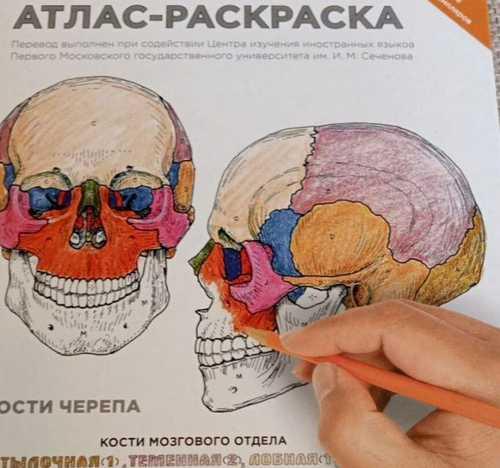 Атлас Анатомия Человека